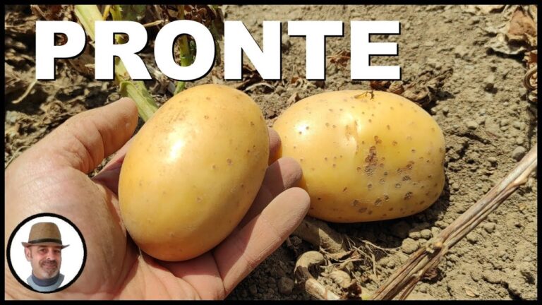 La raccolta delle patate: quando è il momento perfetto per ottenere il ...